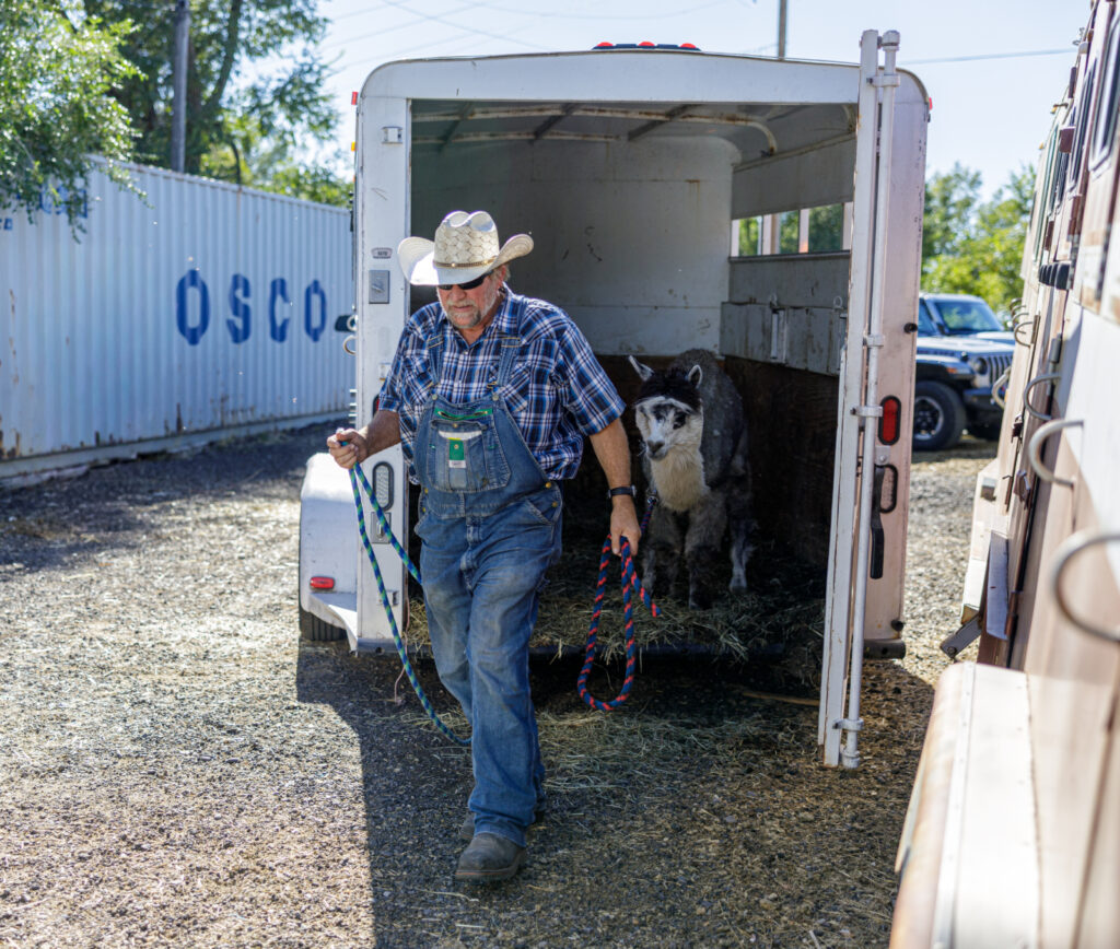 Utah Farm Animal Rescue: Sixteen Years of Saving Abused Animals - Utah ...